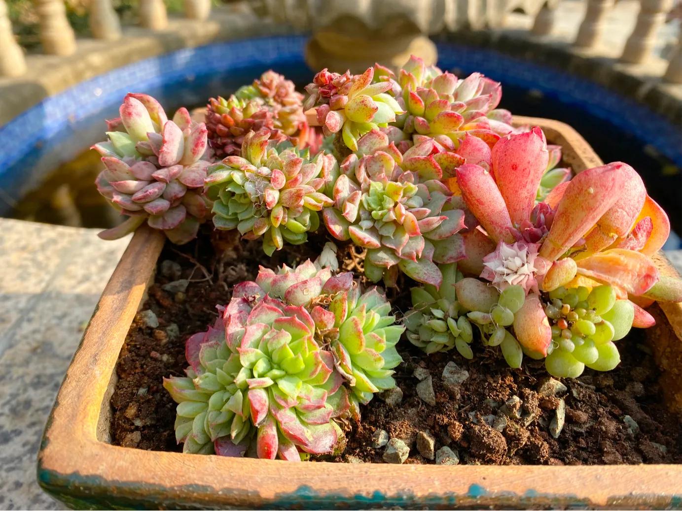 my cinnabar mole - iNEWS