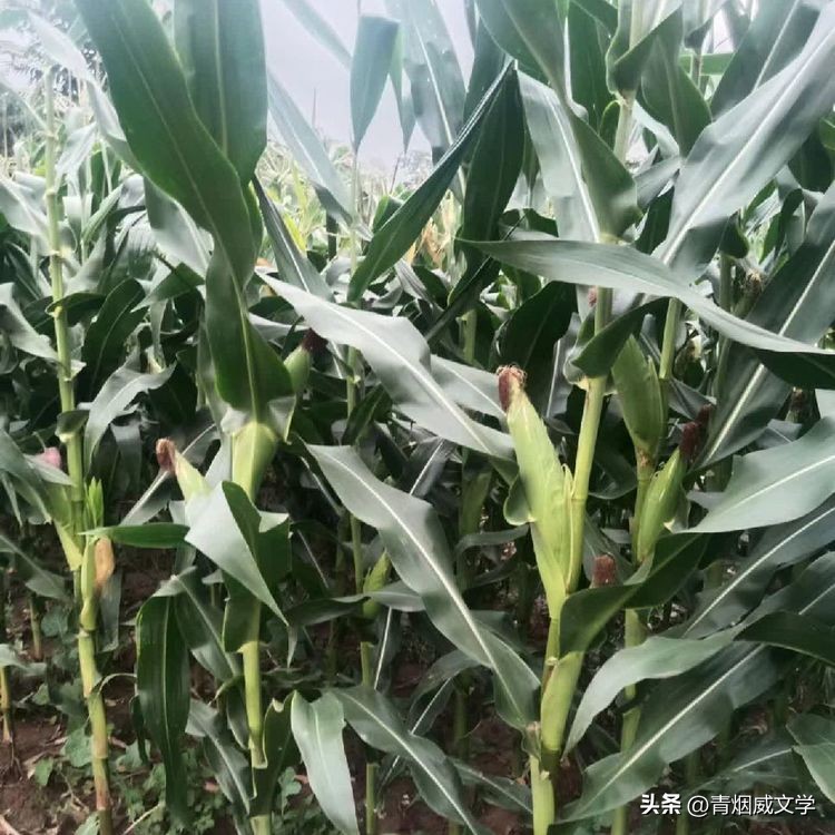 Mo Fu on the High Balcony (Seven Outer Songs) - iNEWS