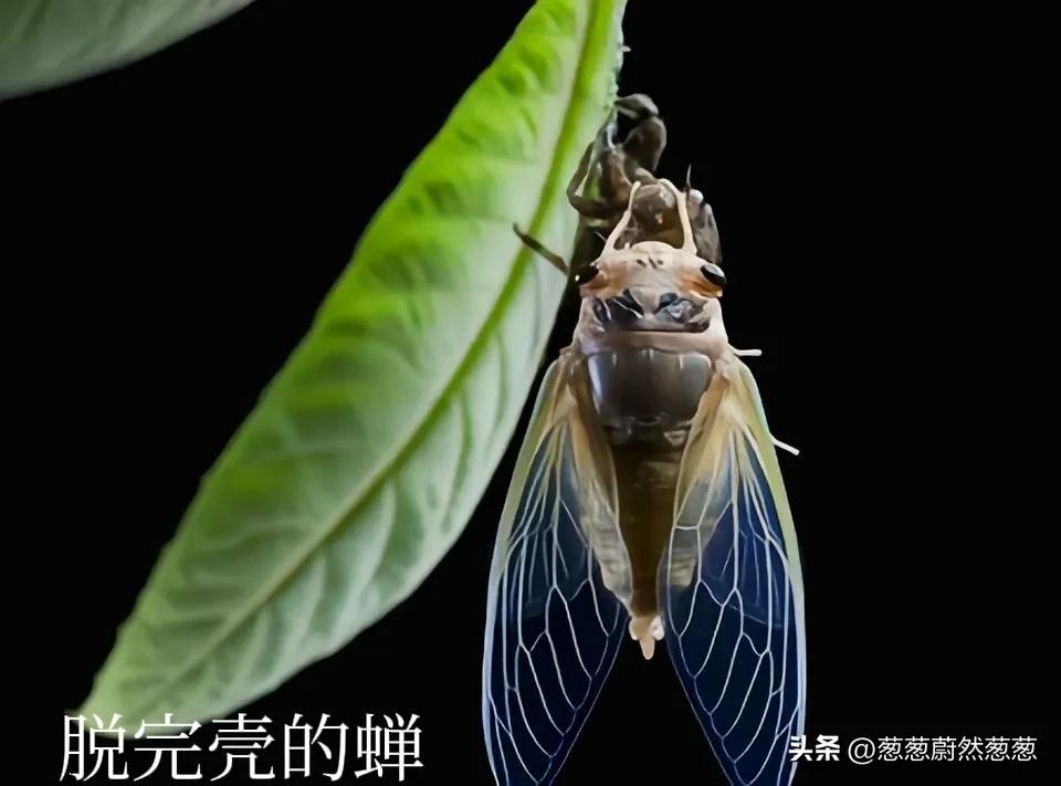 Beginning of Autumn Talking About Cicadas - iMedia