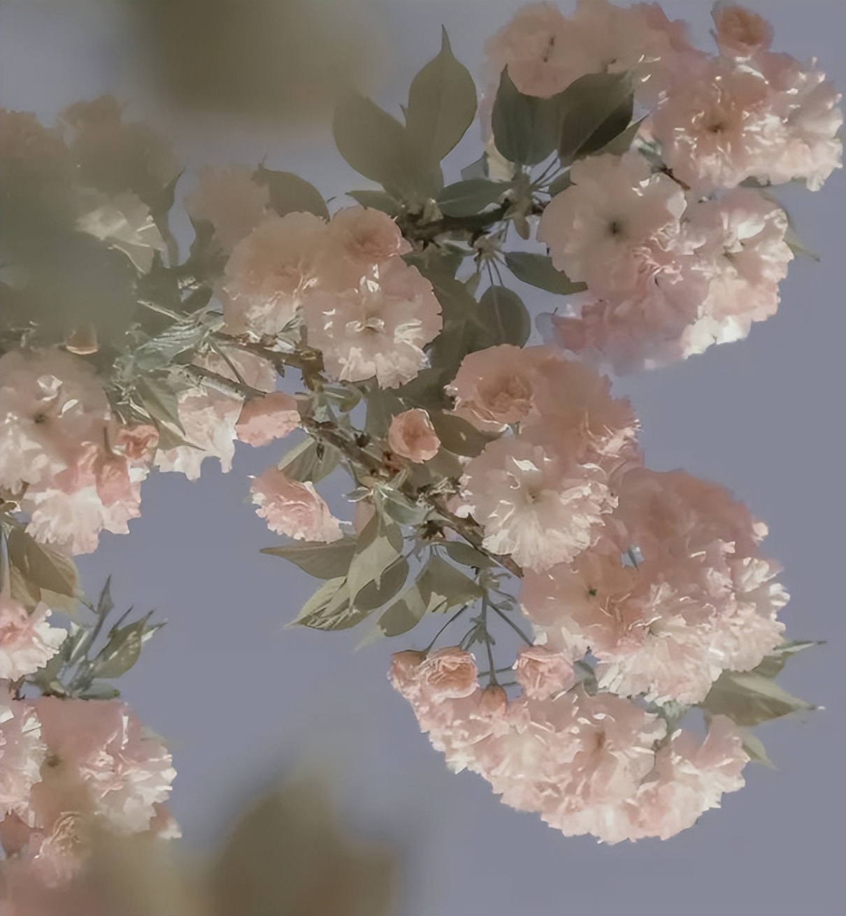 In the next few years, the 4 constellations, the peach blossoms will be ...