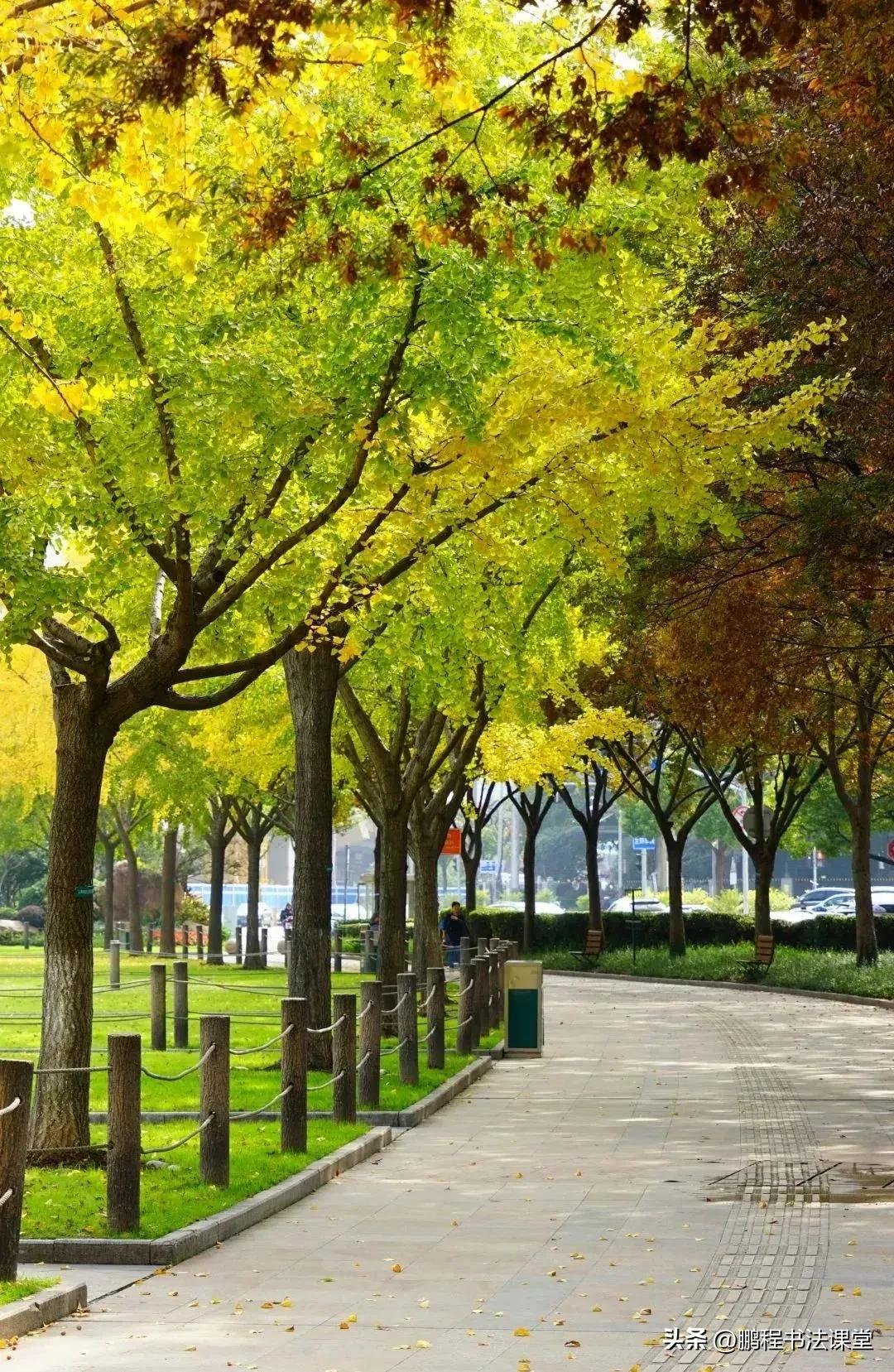 "Travel in Shanghai" Green Space in the Nightless City: Colorful Autumn ...