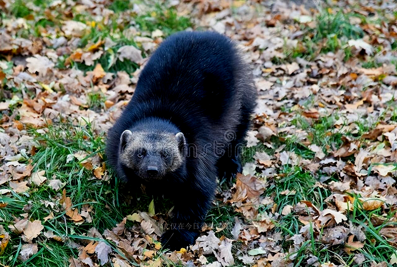 Legend: A soldier rescued an injured wolverine. The wolverine's family ...