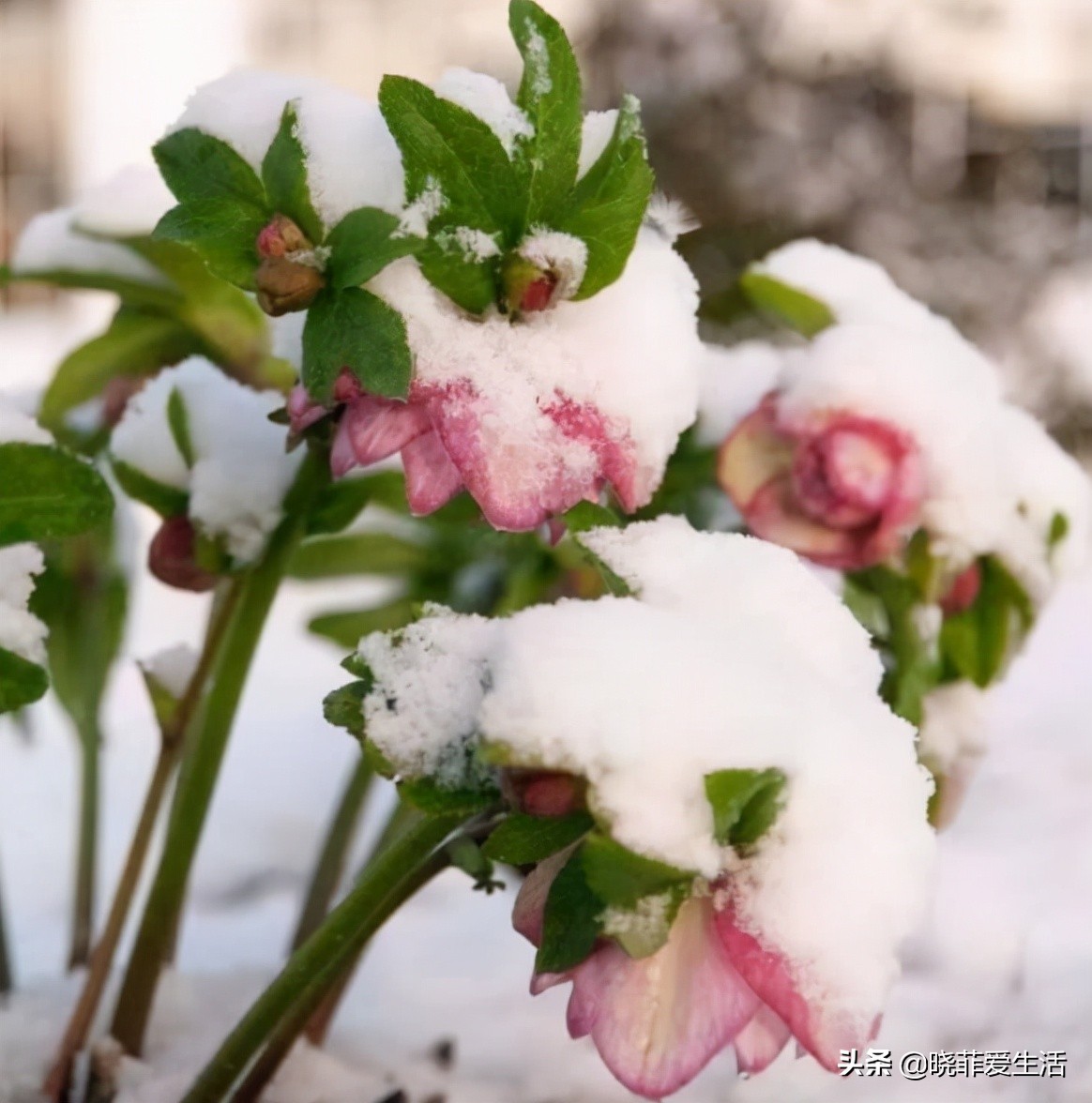 6 kinds of "cold-resistant flowers" that can "bloom brilliantly" even ...