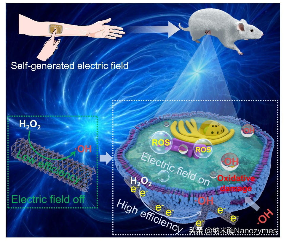 The electric field generated by the human body promotes the electronic ...