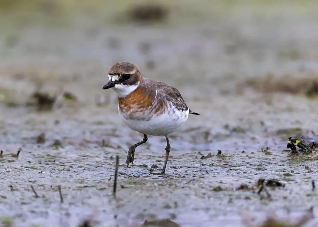The Mongolian Sand Plover is coming to Ming Dynasty! Mingxi adds ...