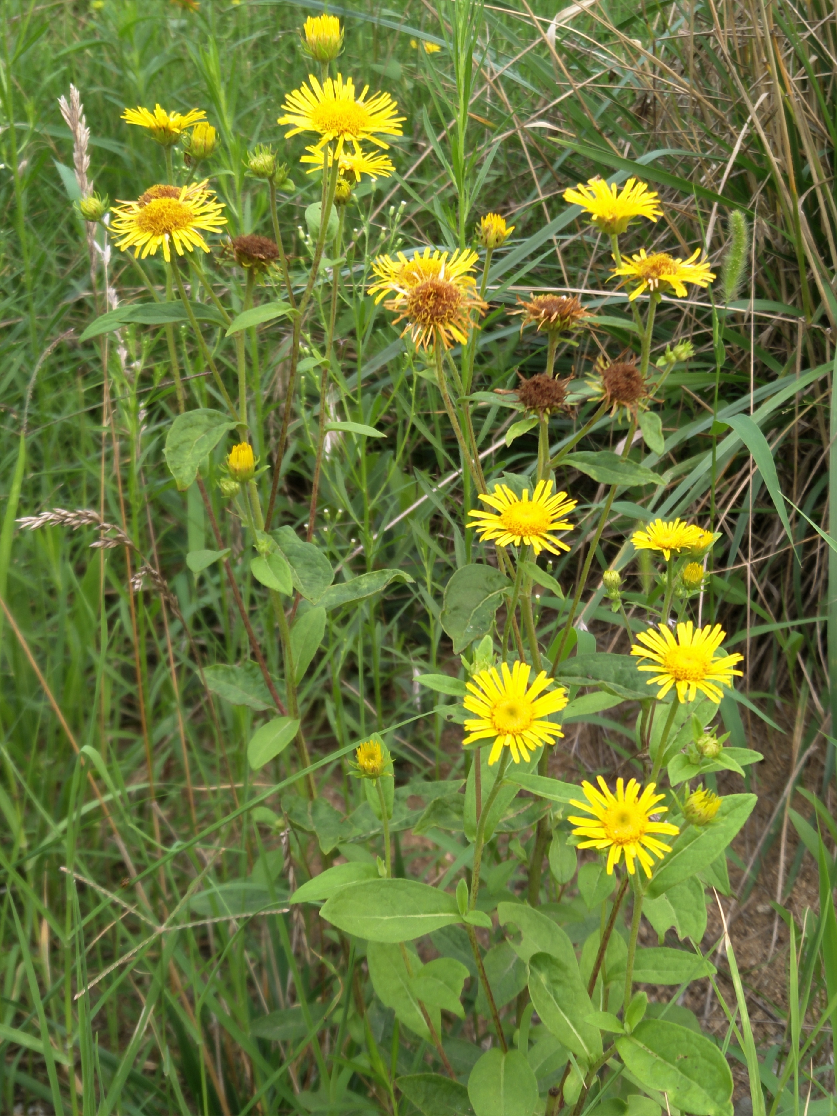 Inula japonica (Inula japonica) - iNEWS