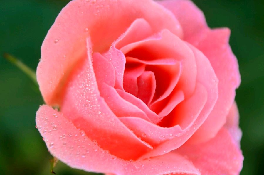 Twelve beautiful rose poems, always blooming in four seasons, spring is ...