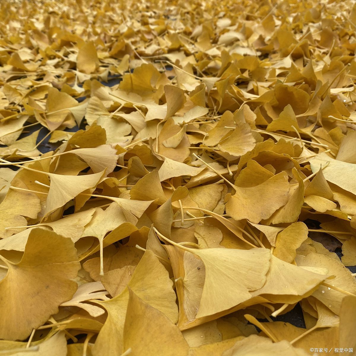 Ginkgo biloba processing method at home - iMedia