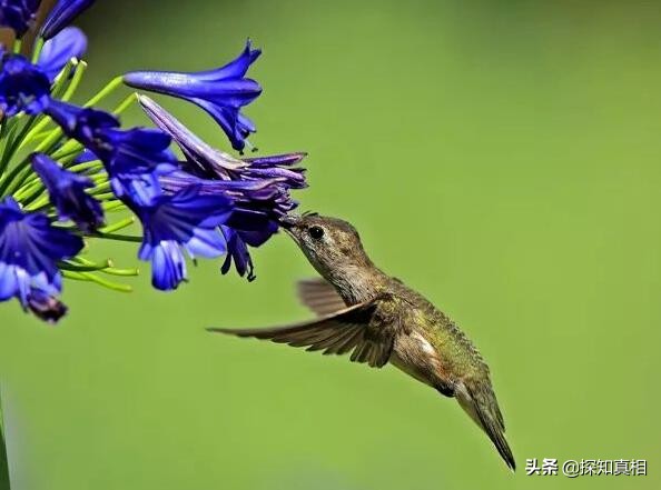 Why is the stability of the chicken head so strong? - iNEWS