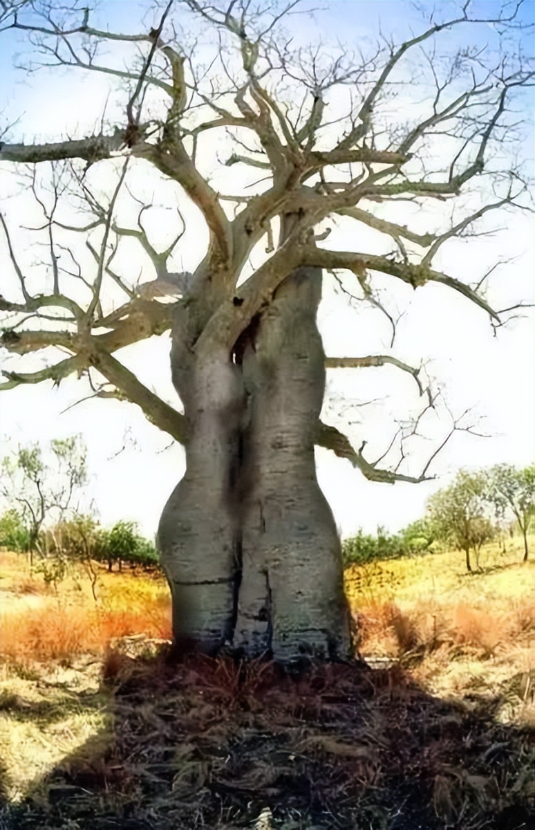 strange tree, strange tree, pimple tree - iNEWS