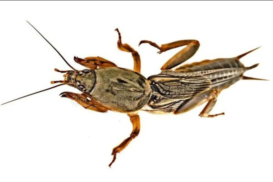 Knowledge of Insect Family Pedigree - Crickets - iNEWS