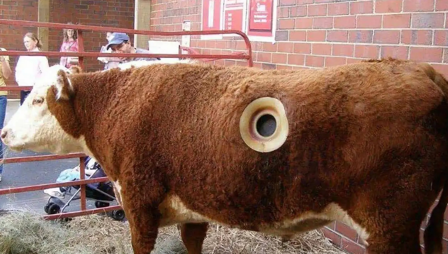 Why make a hole in the cow and often reach in and dig it out, don't ...