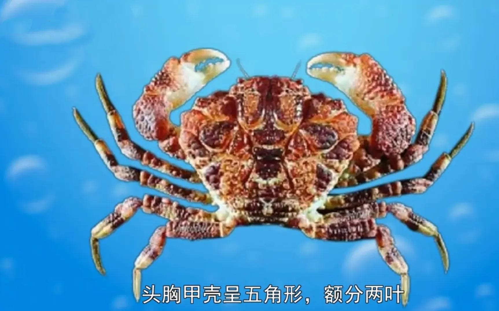 Attention foodies, although crabs are delicious, many crabs are also ...