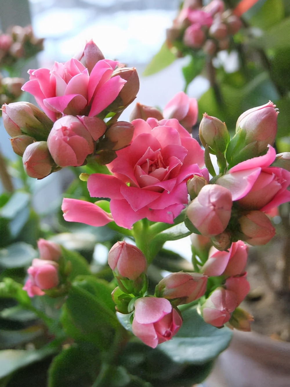 The longevity flower grows in this way, so that it can flourish and ...