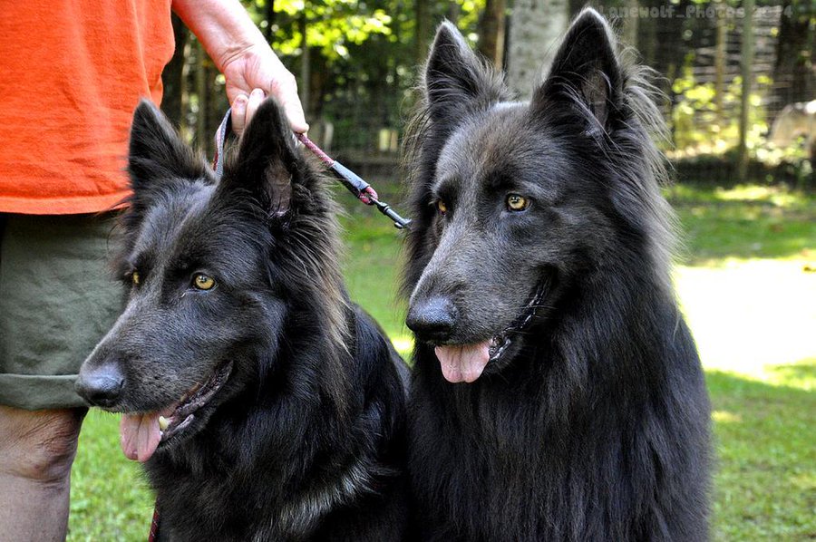 Blue Bay Sheepdog, it's expensive but not outrageous - iNEWS