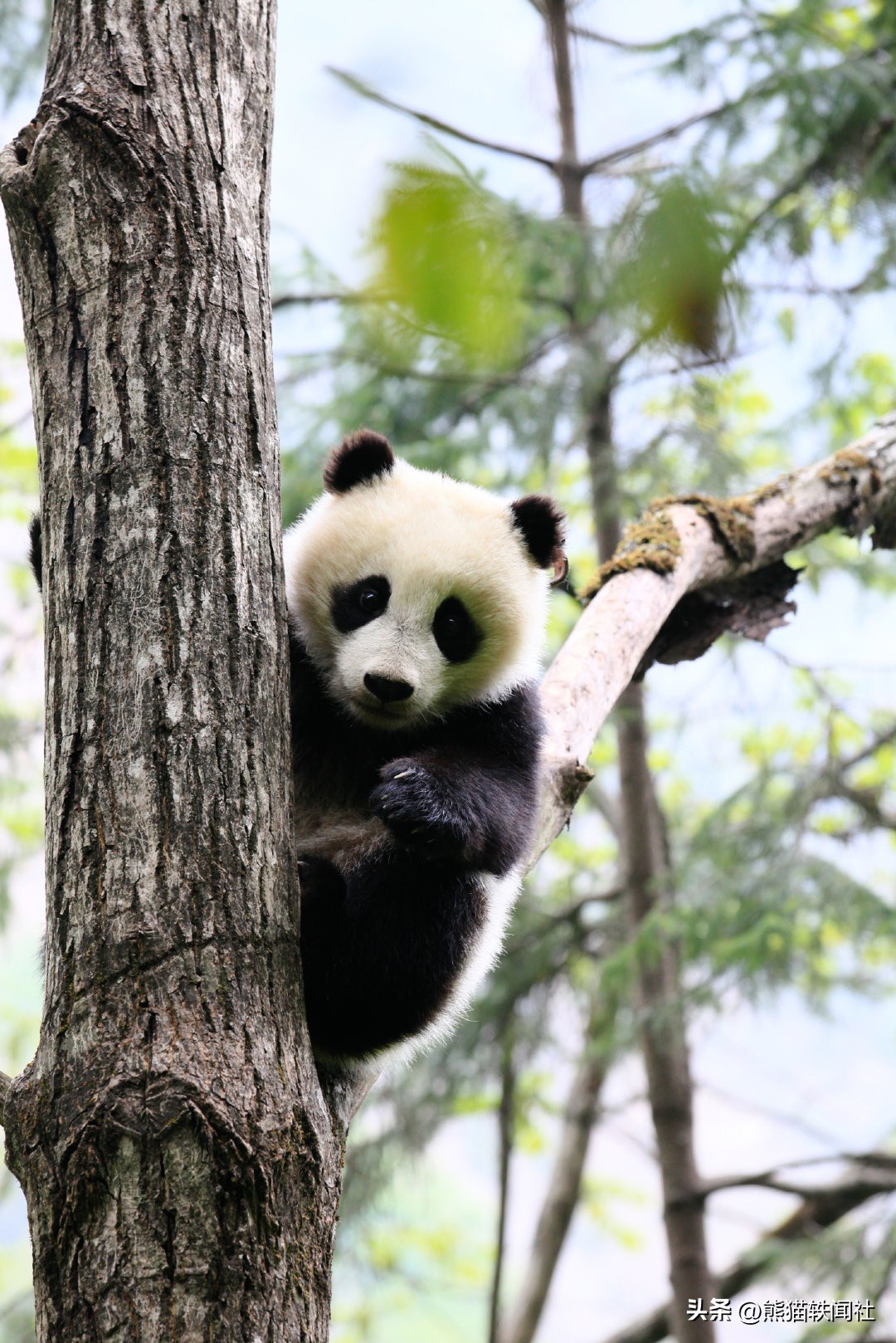 She is the giant panda Hua Jiao, the younger sister of the released ...