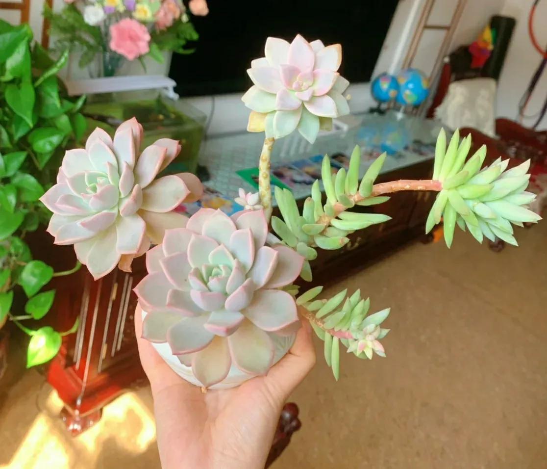 If you grow succulents in August, you must avoid the 4 fears, otherwise ...