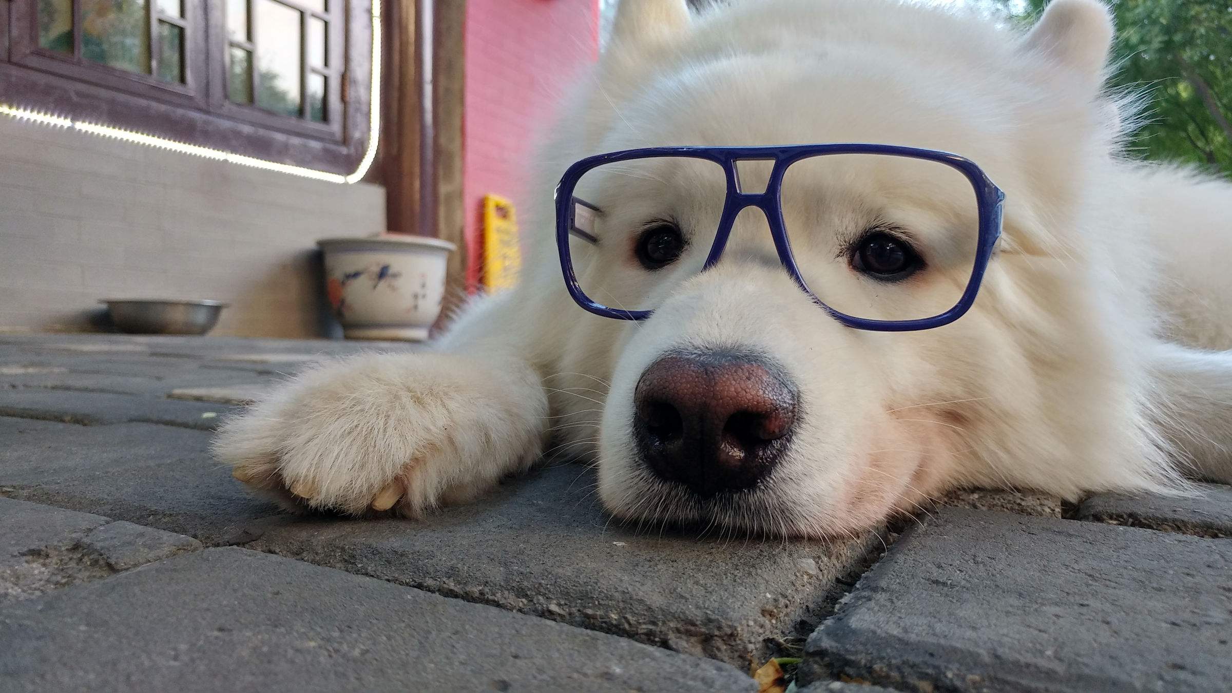 The dog "loves you" is graded. Among these 10 grades, which grade is ...