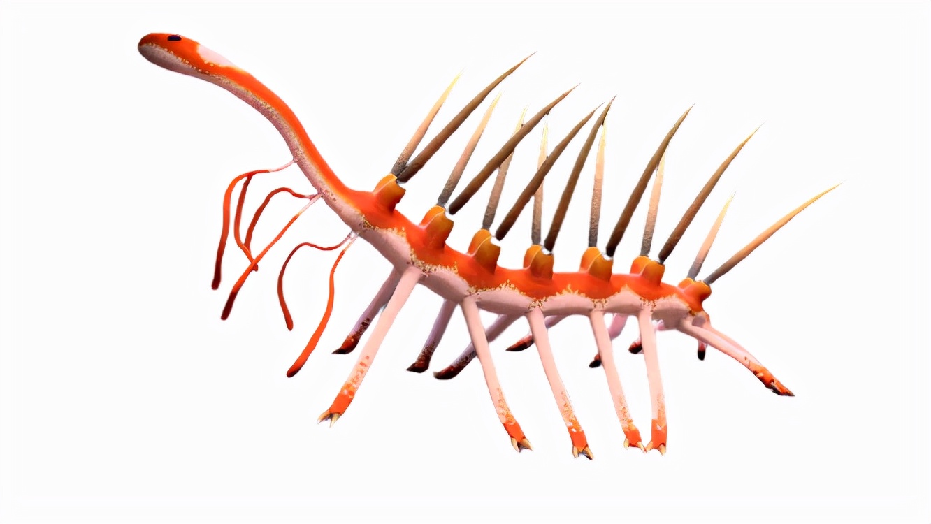 The 530-million-year-old bizarre worm is covered with thorny tentacles ...