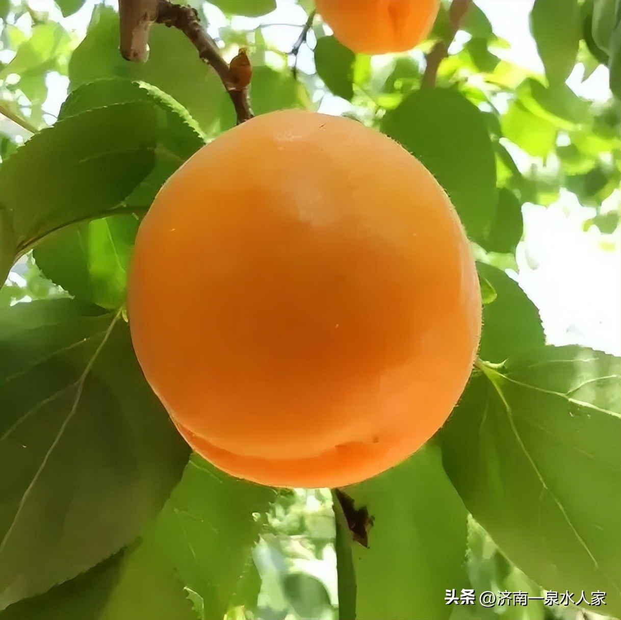 Zhang Lianming, a "fruit idiot" in Jinan: using "one mu of land" to ...