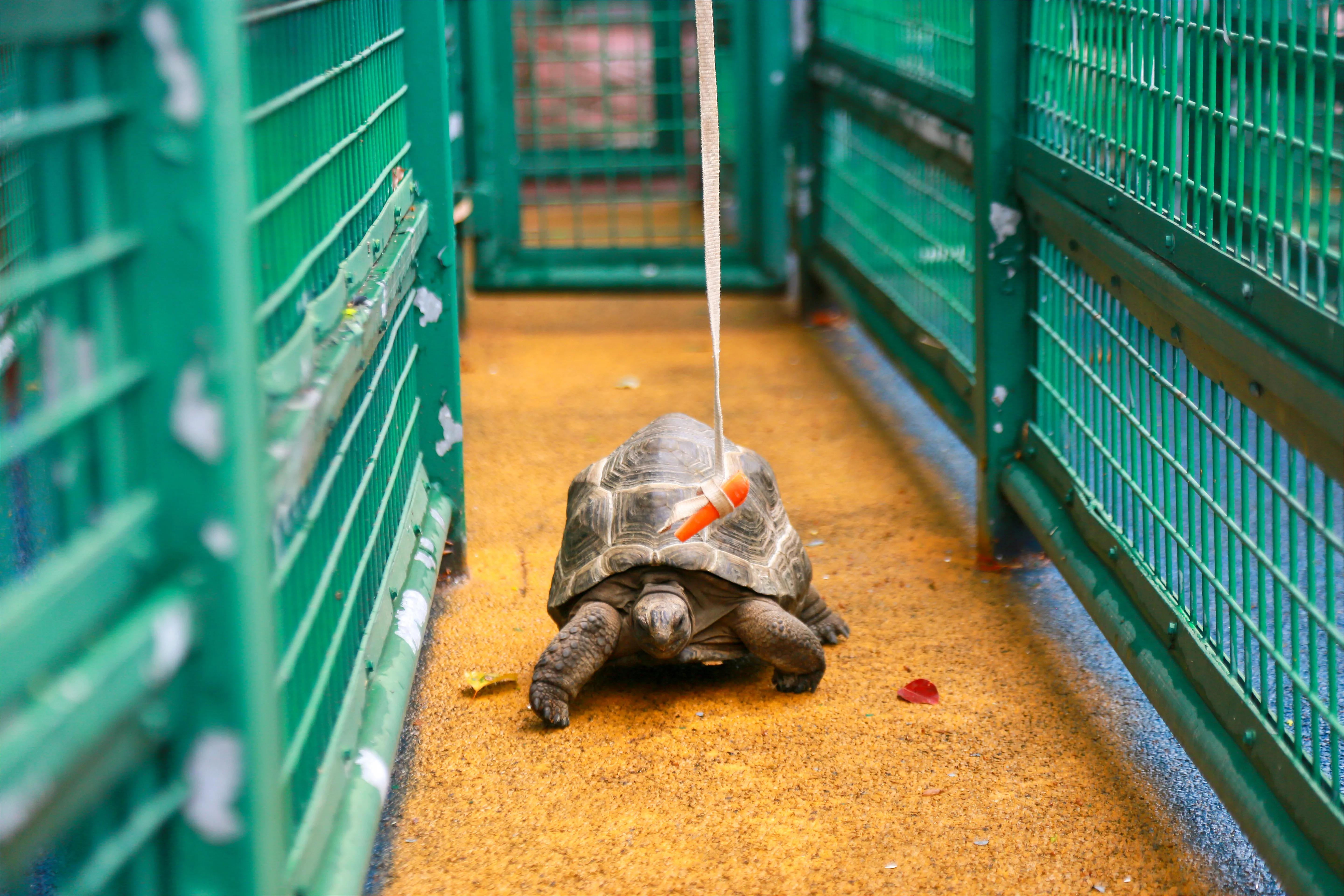 Wuxi Zoo: Spring Carnival - iMedia