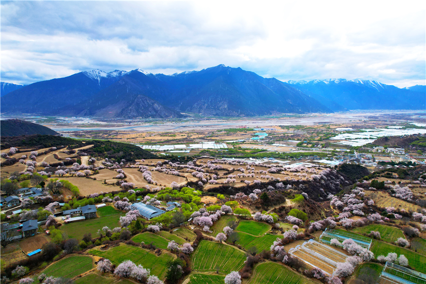 Flower viewing in spring, Nyingchi, Tibet, a small village that no one ...