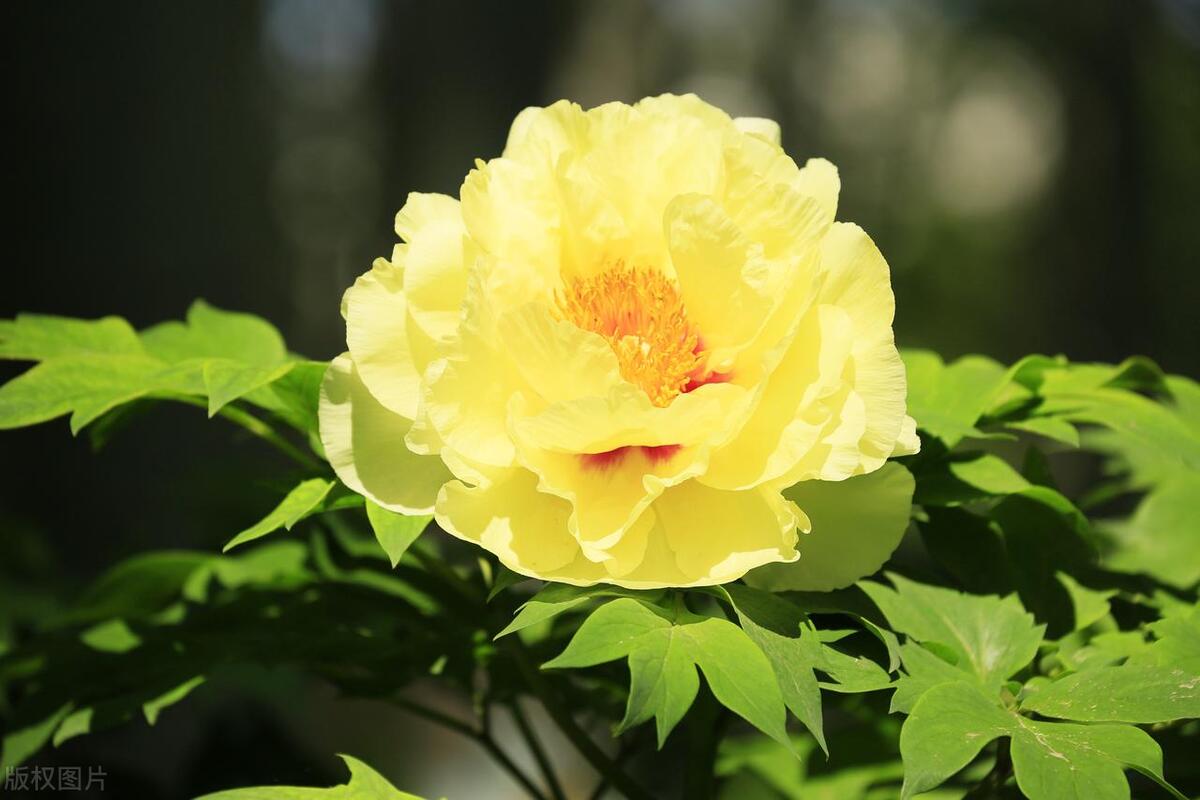 Pi Rixiu's poem "Peony" uses the fragrance and unique temperament of ...