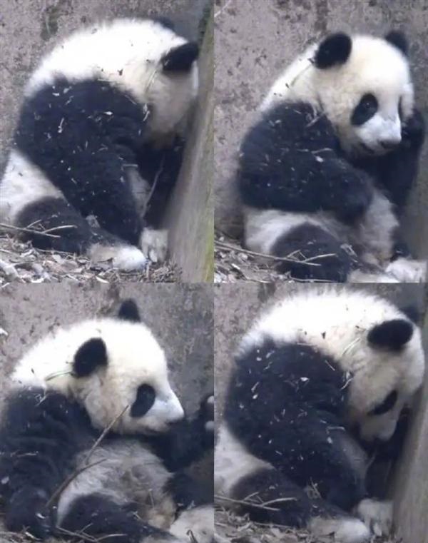 Splashing Water on Panda Fu Wan 3 The identity of the tourists has not ...