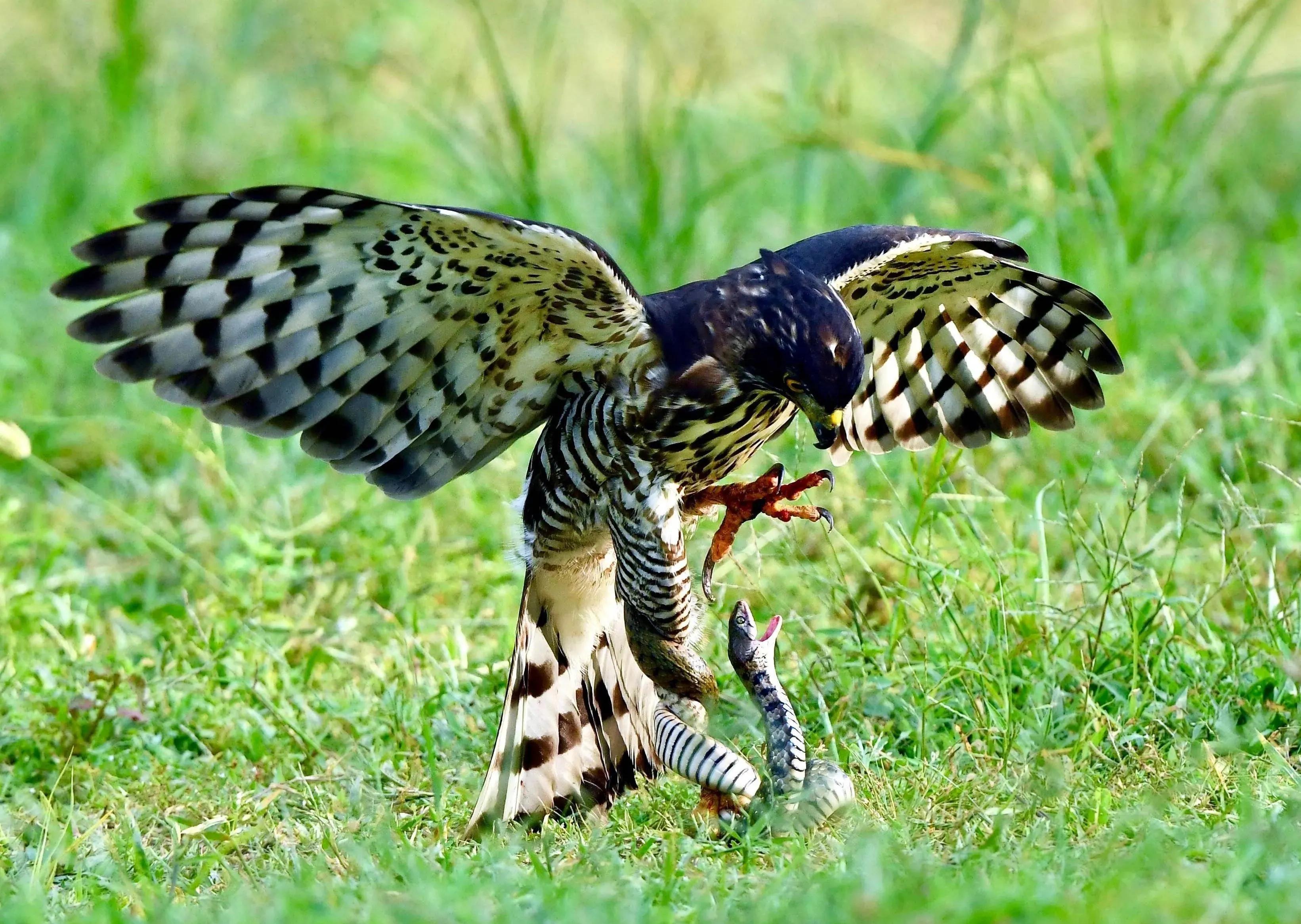 36 rare photos, crows beat eagles, lions bite hyenas, polar bears go ...