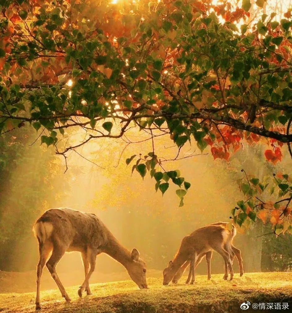 Give you 40 charming poems - iNEWS