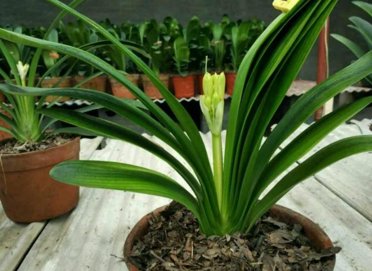 Raising Clivia in spring, pay more attention to 4 points, the potted ...