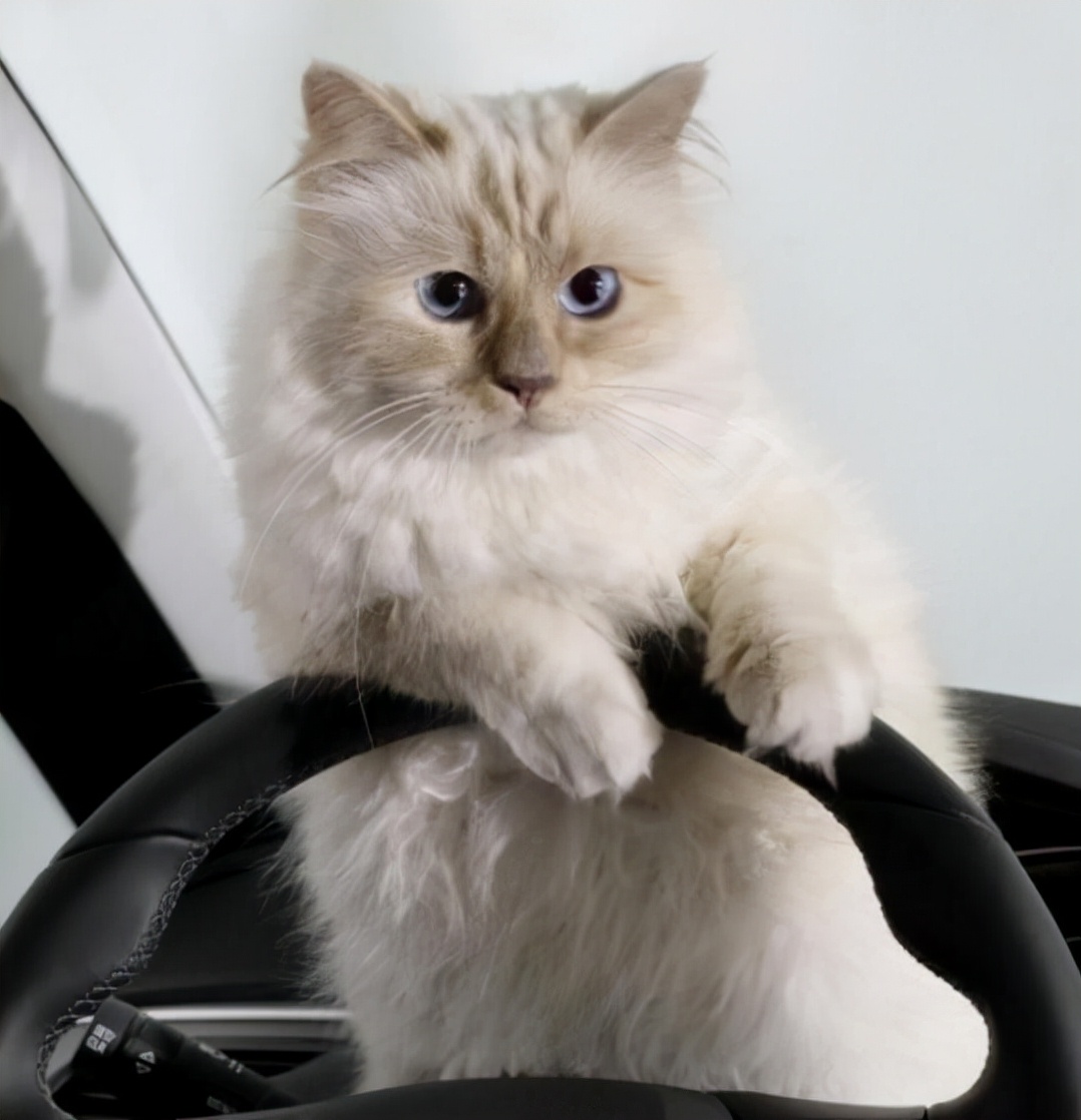 "Lafayette" Carl: I fell in love with a white cat at the age of 77 and ...