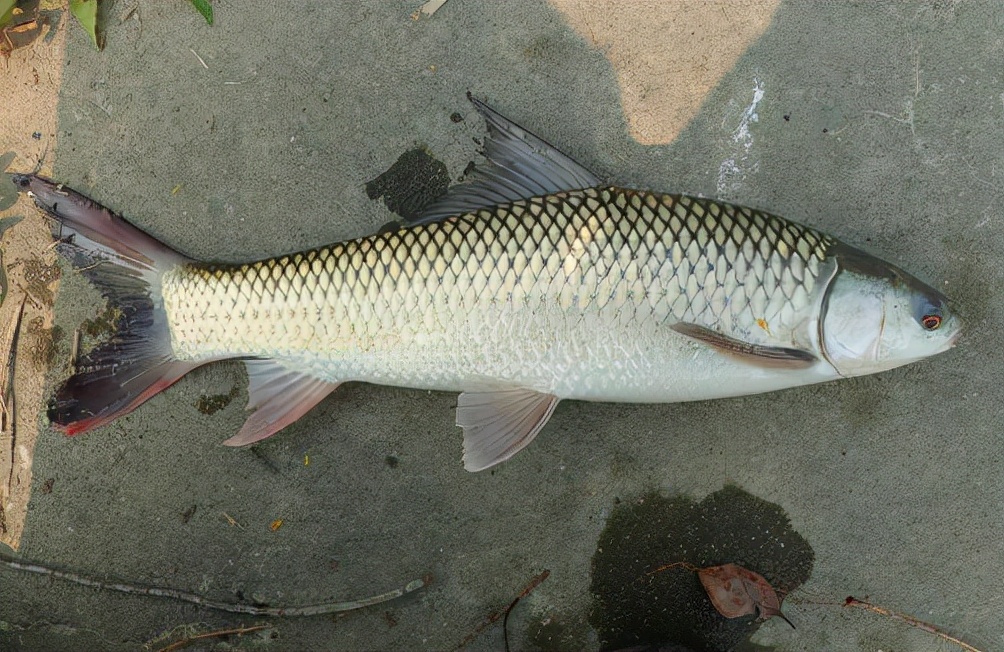 The five kinds of fish are all "outsiders", but they are often regarded ...