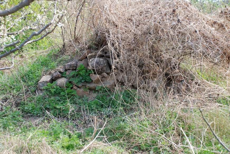 The lonely grave in the fruit tree yard - iNEWS