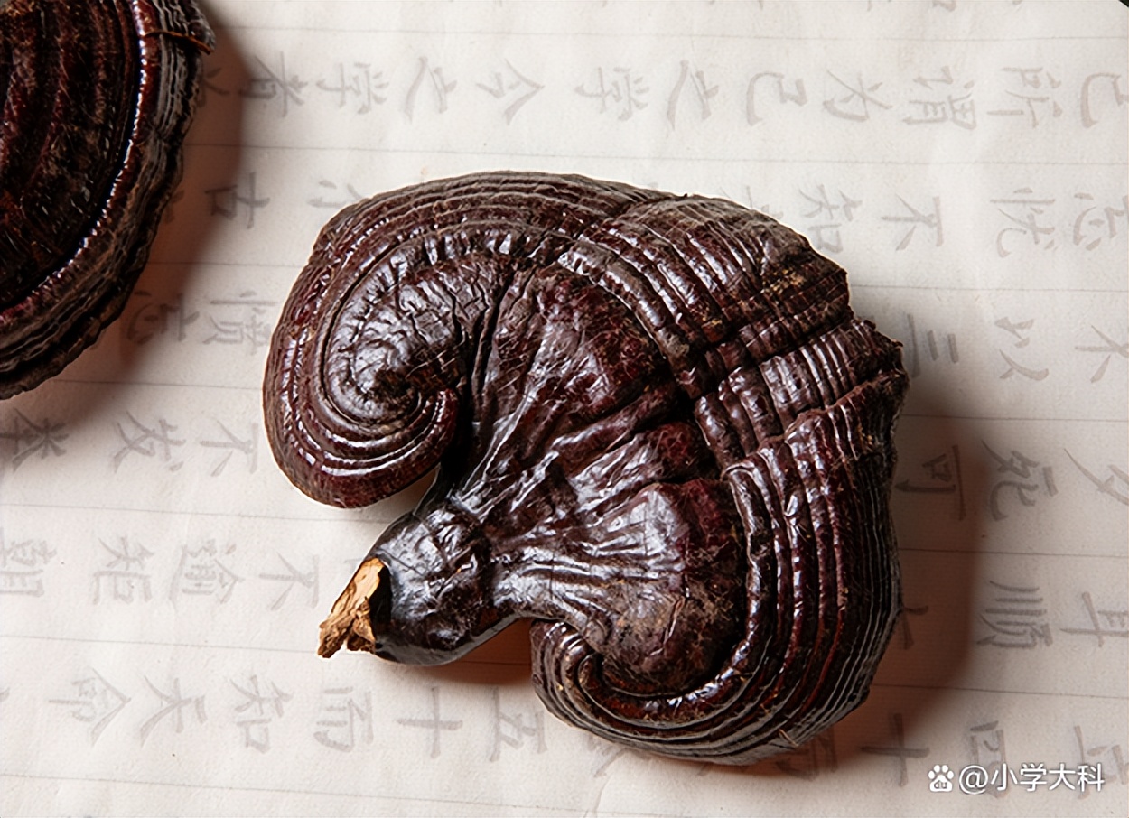 Selection criteria for Ganoderma lucidum spore powder - iNEWS