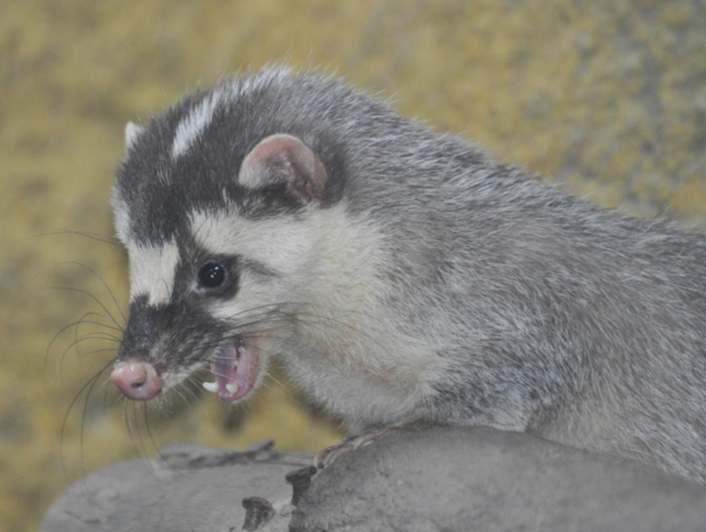 Travel through the world of ferrets: Learn about classification ...