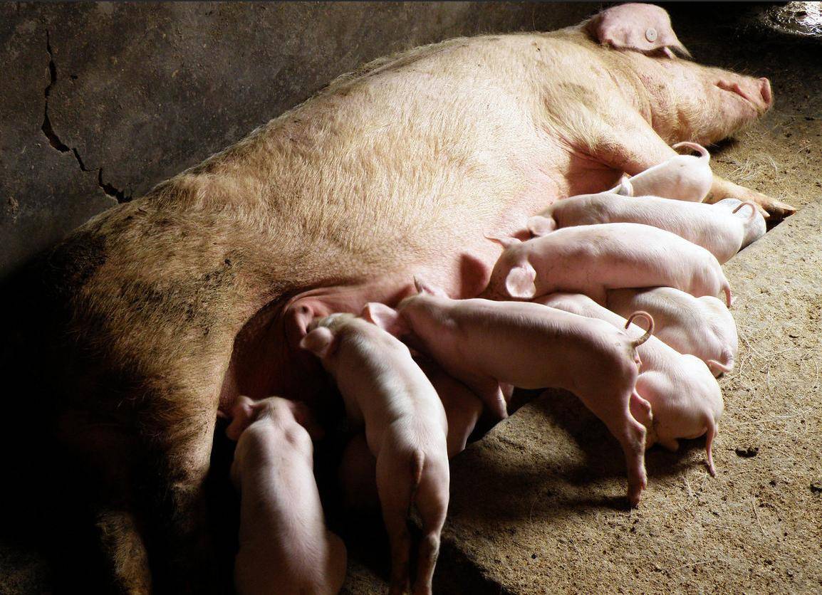 What are the dangers of slow farrowing in sows? Is it serious if a sow ...