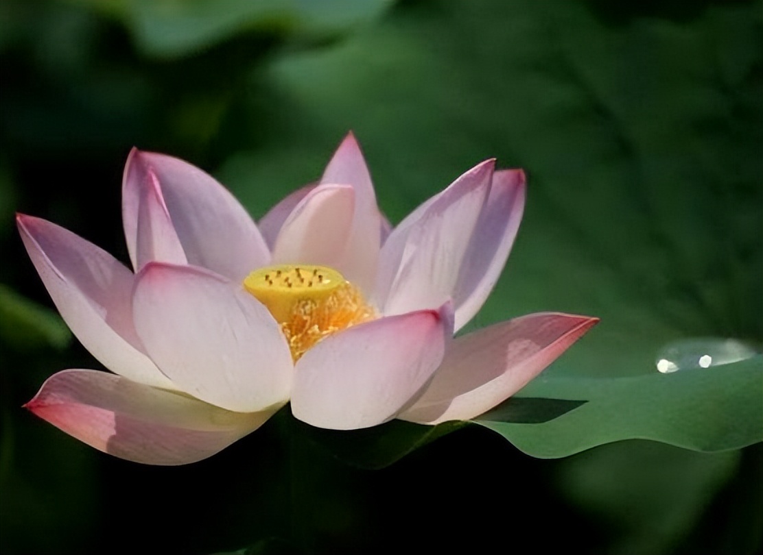 Lotus photography, common lotus varieties - iNEWS