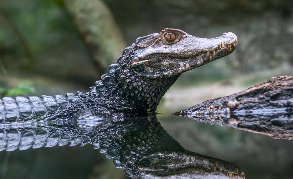 The crocodile attacked the electric eel, but was shocked by the 860V ...