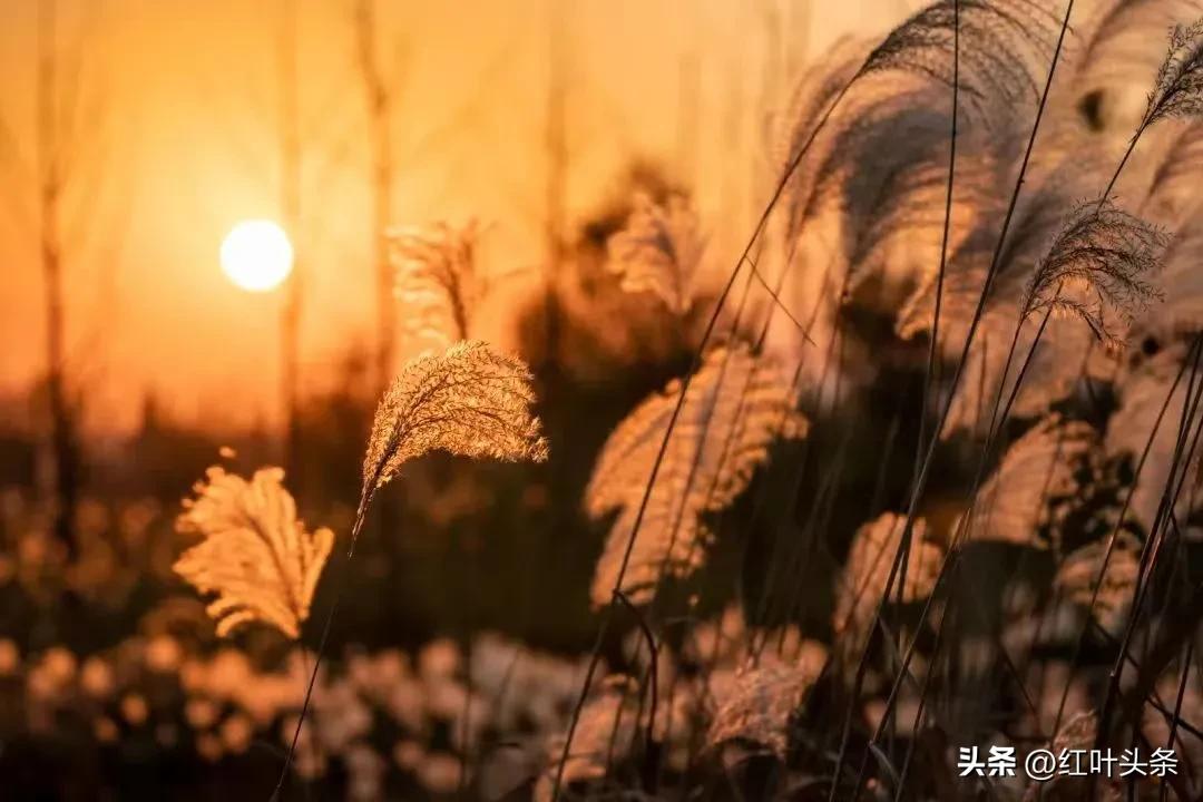 The eleven poems of Zheng Hao Yuefu - iNEWS