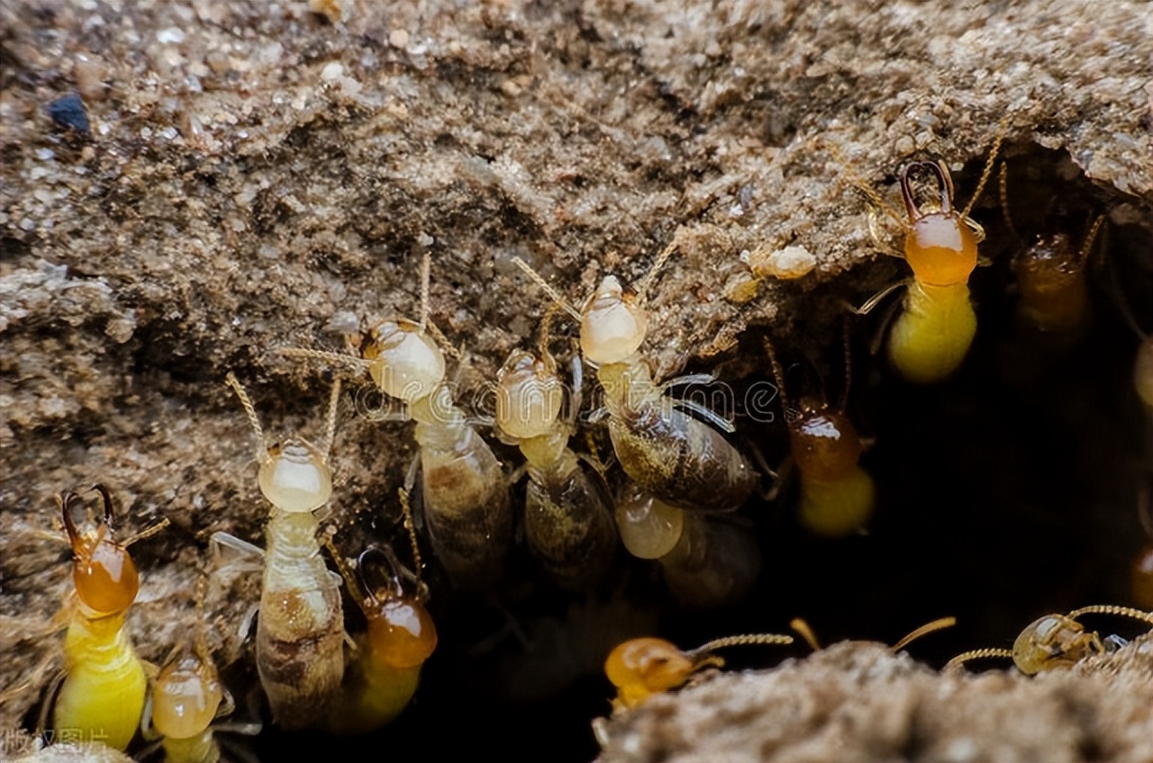 How miserable is the glorious life of the termite queen? - iNEWS