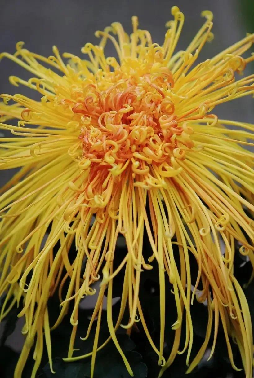 Five Laws · Qiu Yun (original) - iNEWS