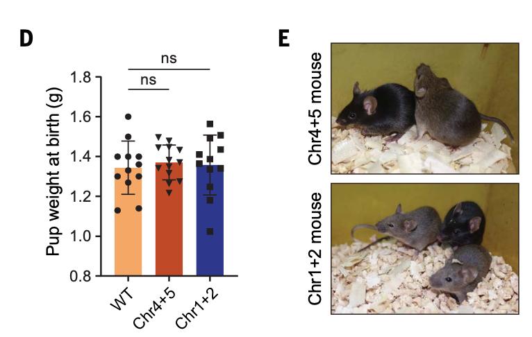 The world's first new karyotype mouse was born!The Chinese Academy of ...