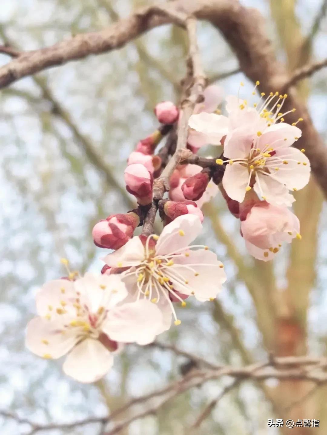 Qing Ping Le. Apricot Blossom Snow (2) - iNEWS