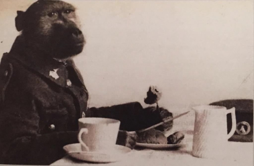 Corporal Jackie Baboon, the animal hero who saved the company in World ...