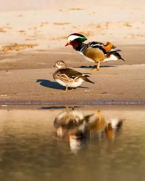 Mandarin Duck Fu (Original) - iNEWS