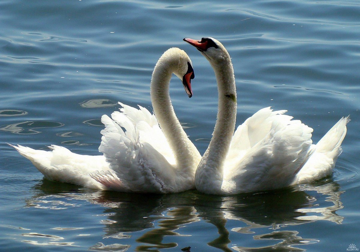 Loyal Angel of Love——The Swan of Lushuiwan, Hometown - iNEWS