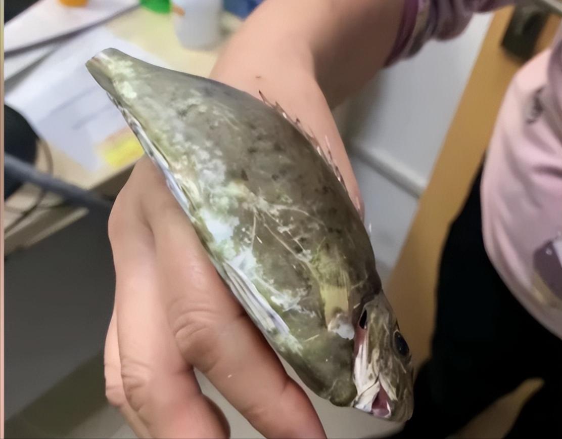 The woman brought the fish into the hospital, and the doctor praised ...