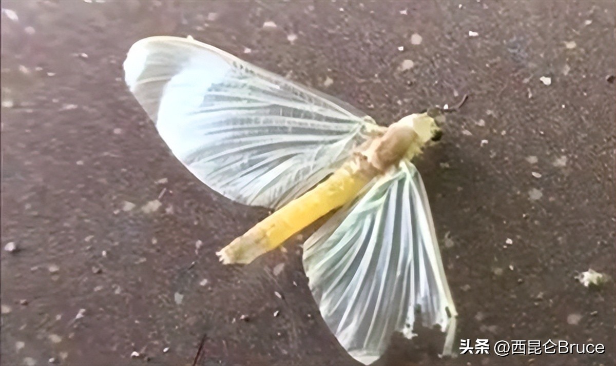 Is it related to the Sichuan earthquake?A large number of flying ...