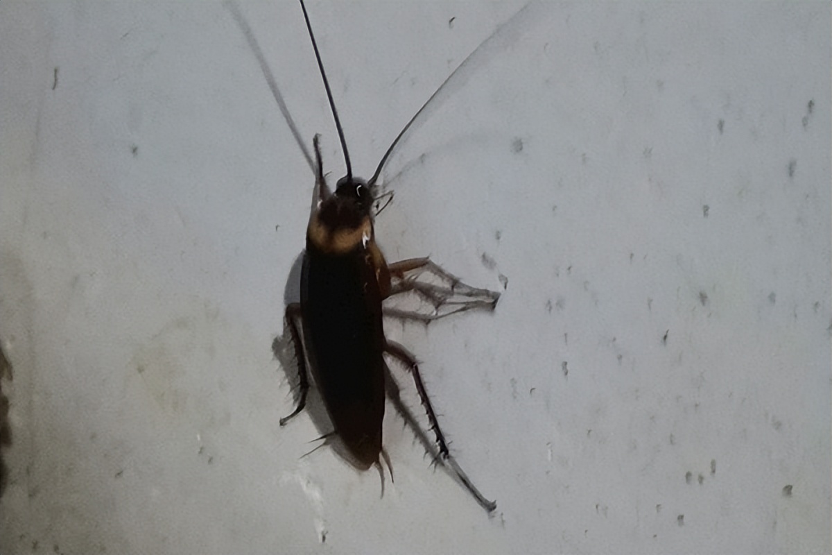 Correctly understand the dangers of cockroaches, reveal the secrets of ...